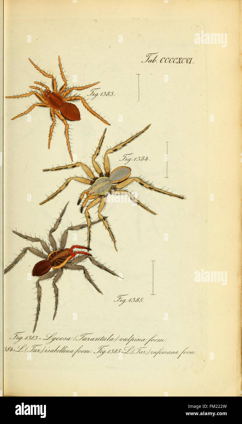 'Die Arachniden' presents detailed illustrations of arachnids, focusing ...