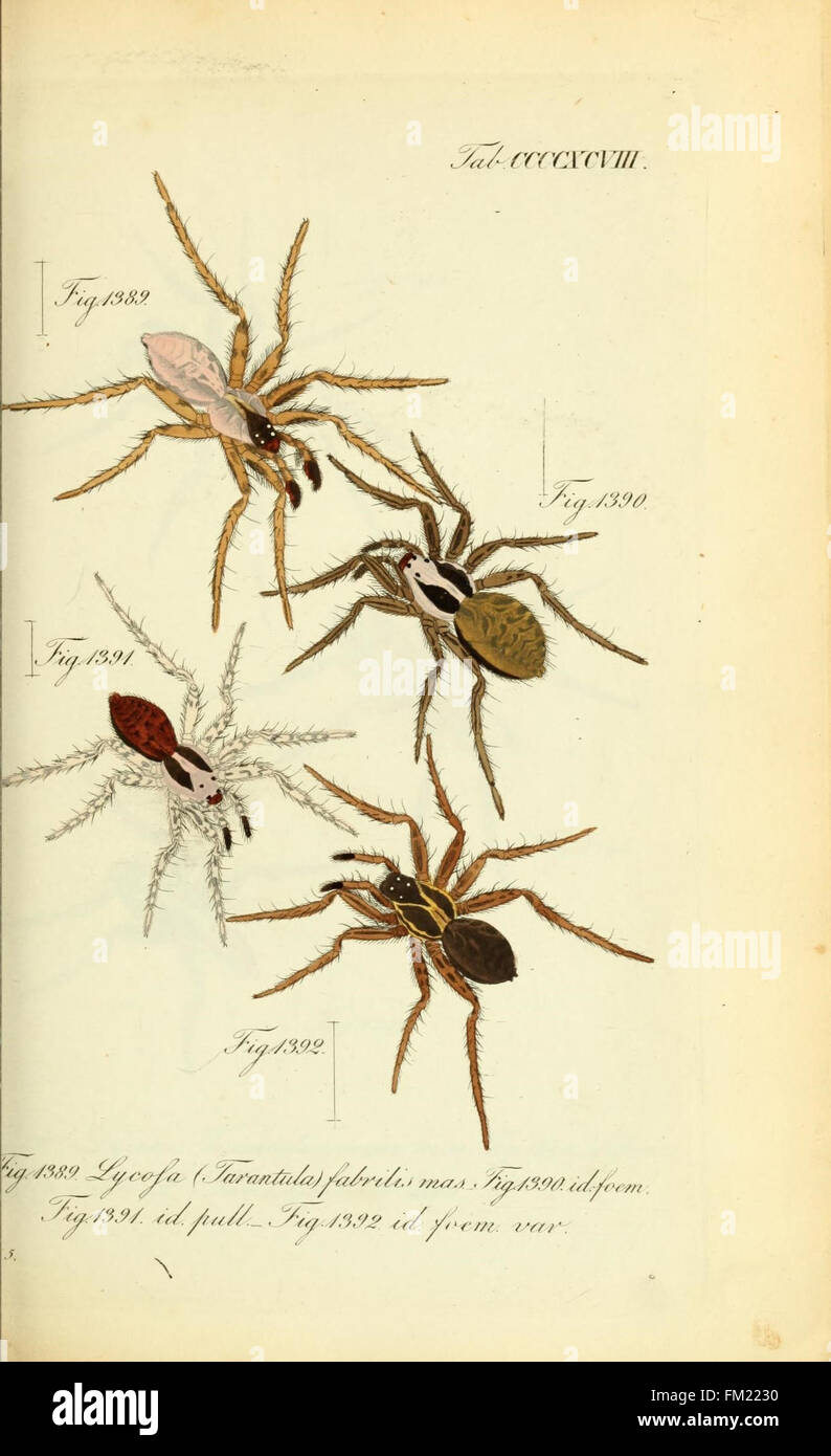 This illustration from *Die Arachniden* features detailed images of ...