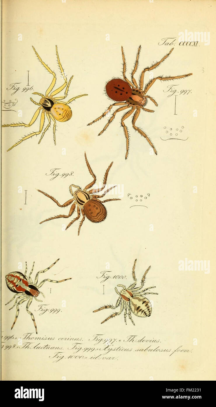 *Die Arachniden* is a scientific work featuring detailed illustrations ...