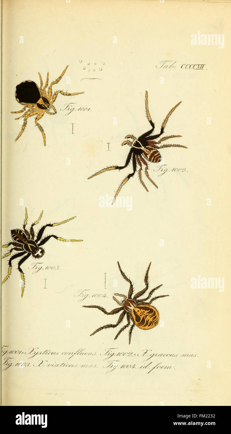 An illustration from 'Die Arachniden,' showing various species of ...