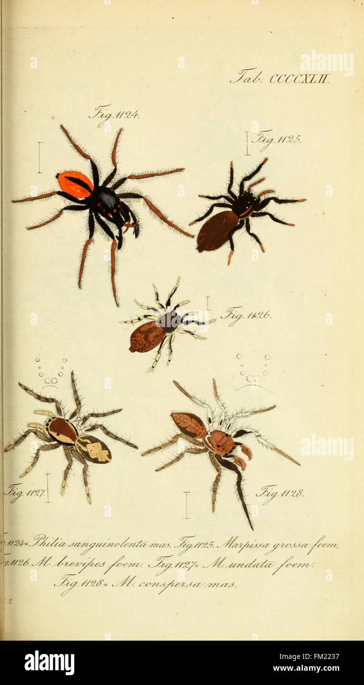 *Die Arachniden* (Plate CCCCXLII) is a scientific work that features ...