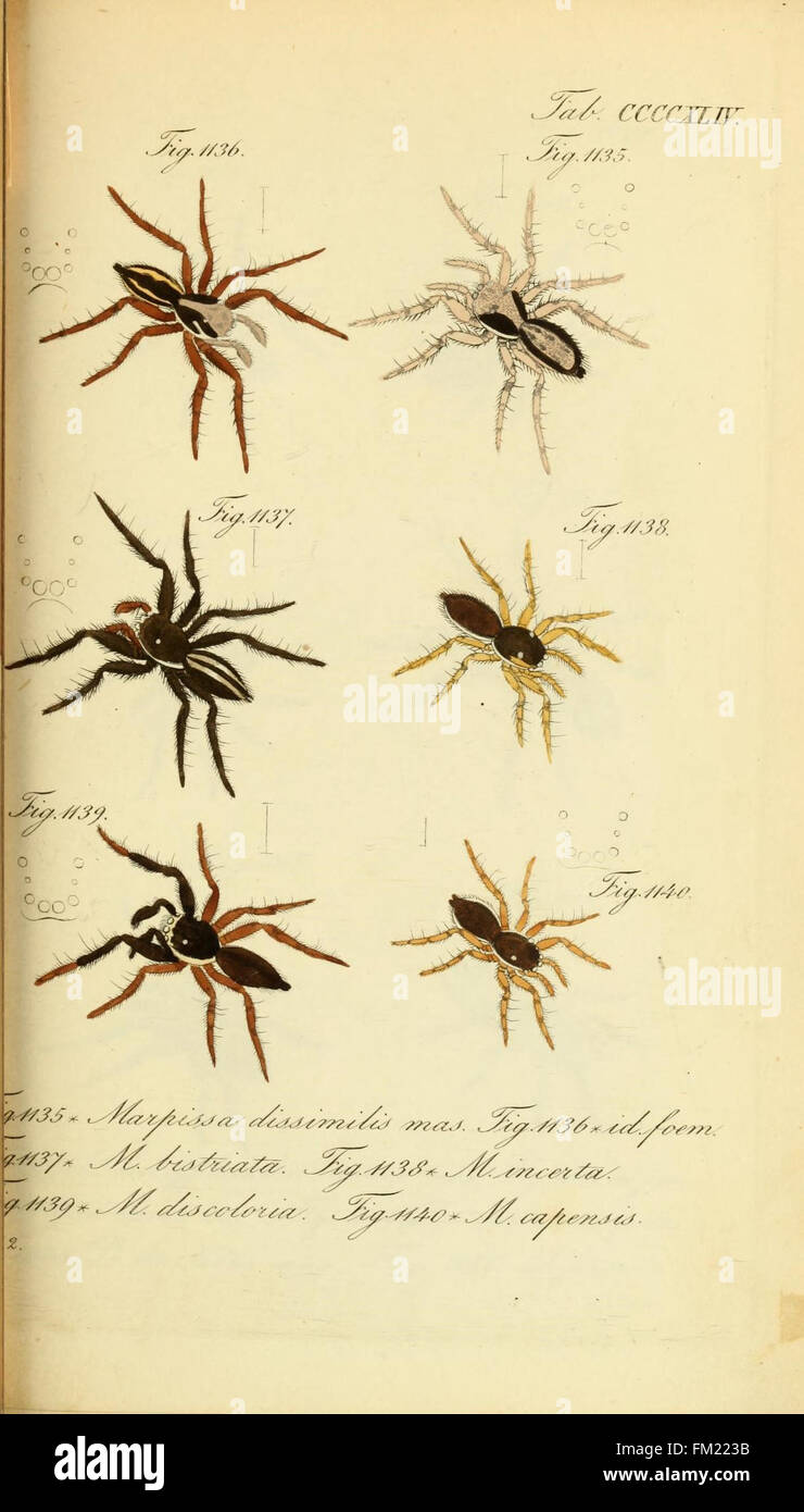 This illustration from 'Die Arachniden' showcases various arachnid ...