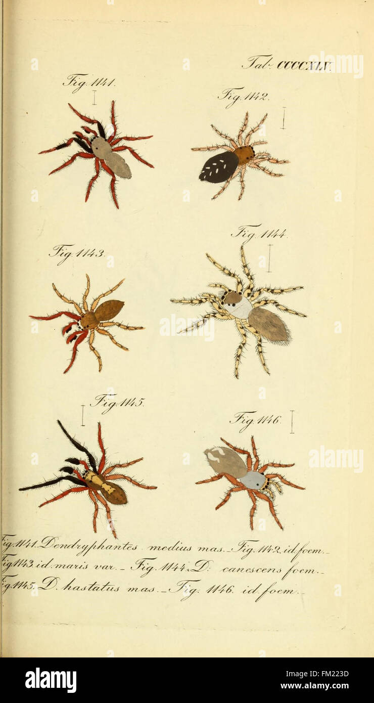 This plate from 'Die Arachniden' features detailed illustrations of ...