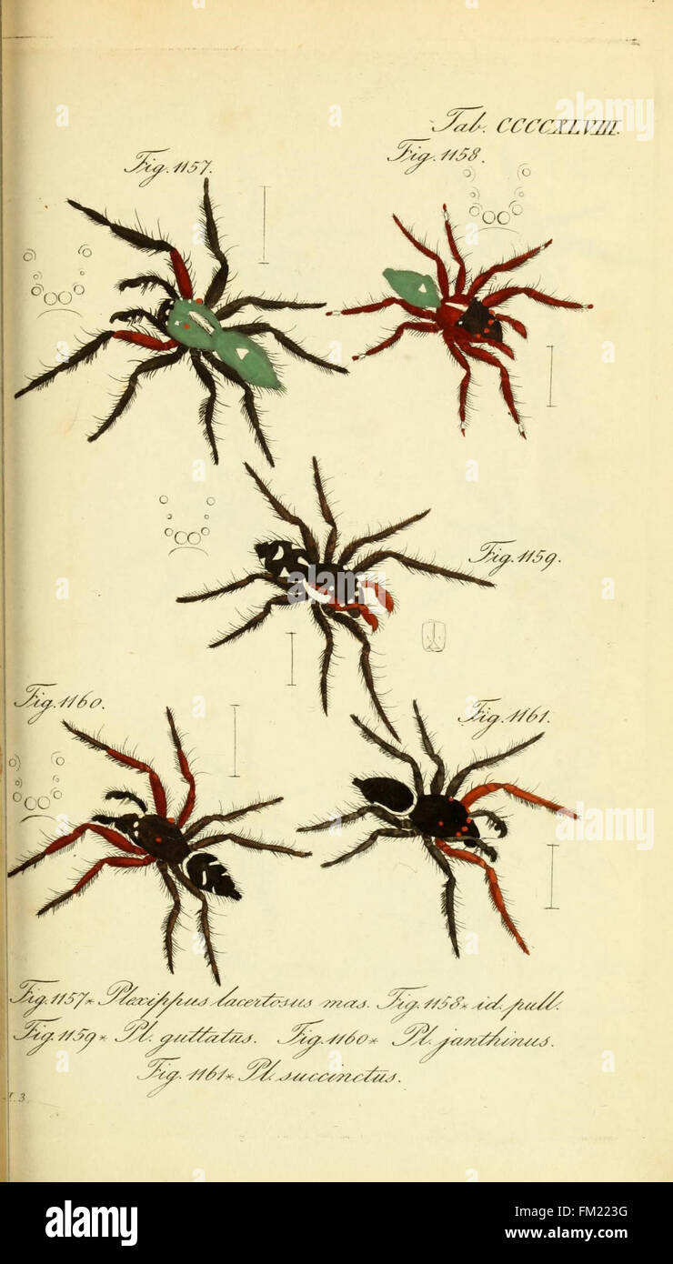 Plate CCCCXLVIII from 'Die Arachniden' features detailed illustrations ...