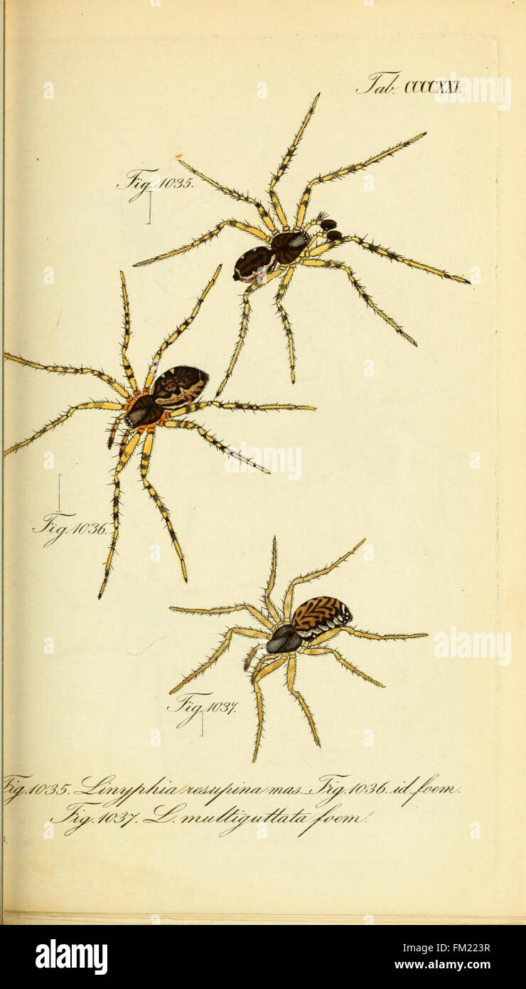 This plate from 'Die Arachniden' illustrates arachnid species in their ...