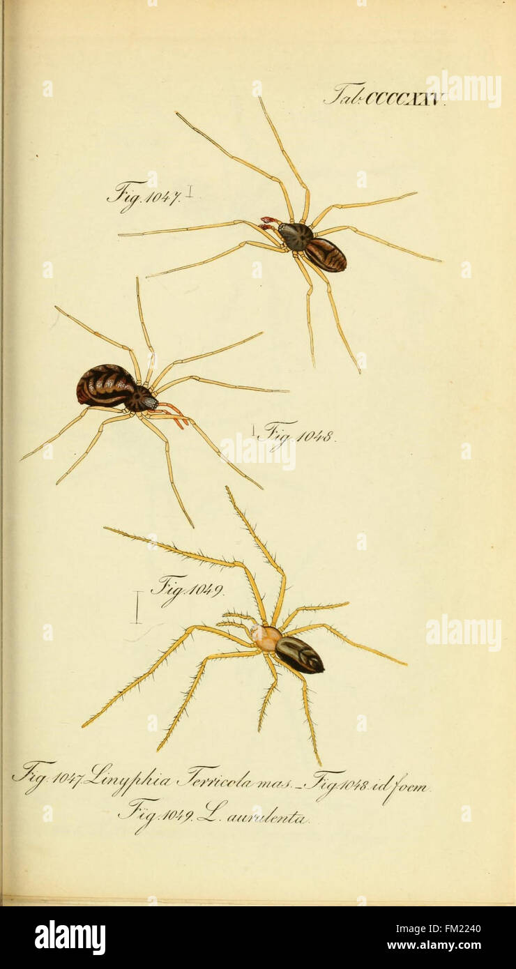 Plate CCCCXXV from 'Die Arachniden' provides detailed illustrations of ...