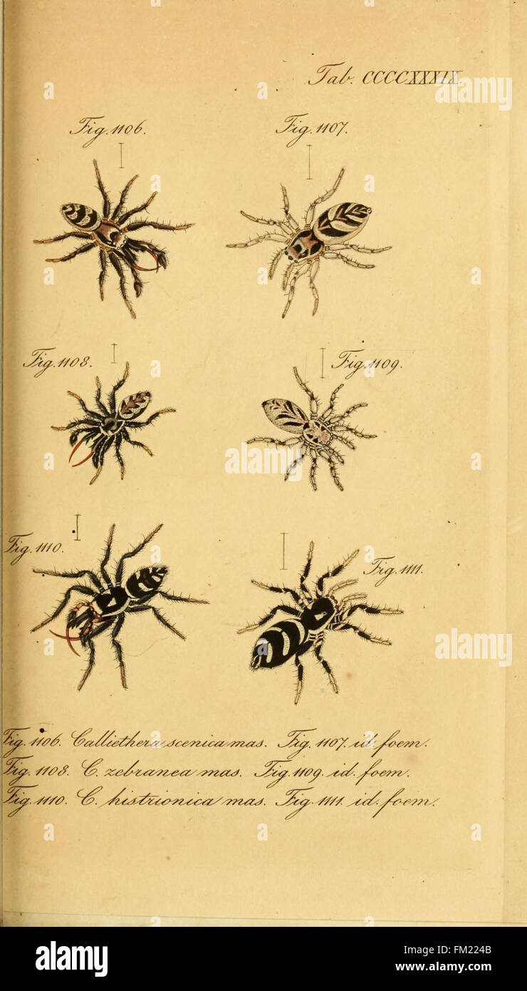 Various anatomical features of arachnids hi-res stock photography and ...