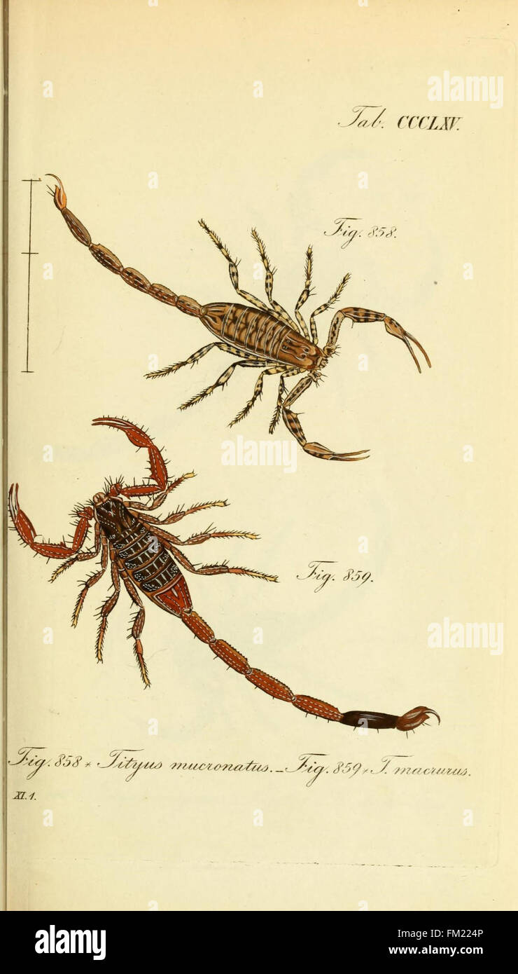 'Die Arachniden' provides detailed illustrations of arachnids ...