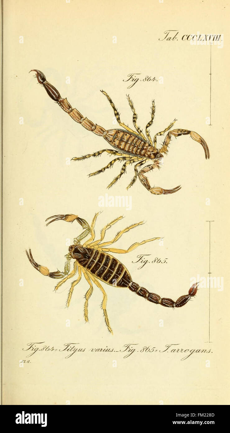 A detailed depiction from 'Die Arachniden,' illustrating arachnid ...