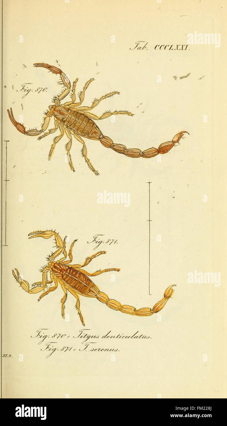 A detailed illustration from 'Die Arachniden,' depicting arachnid ...