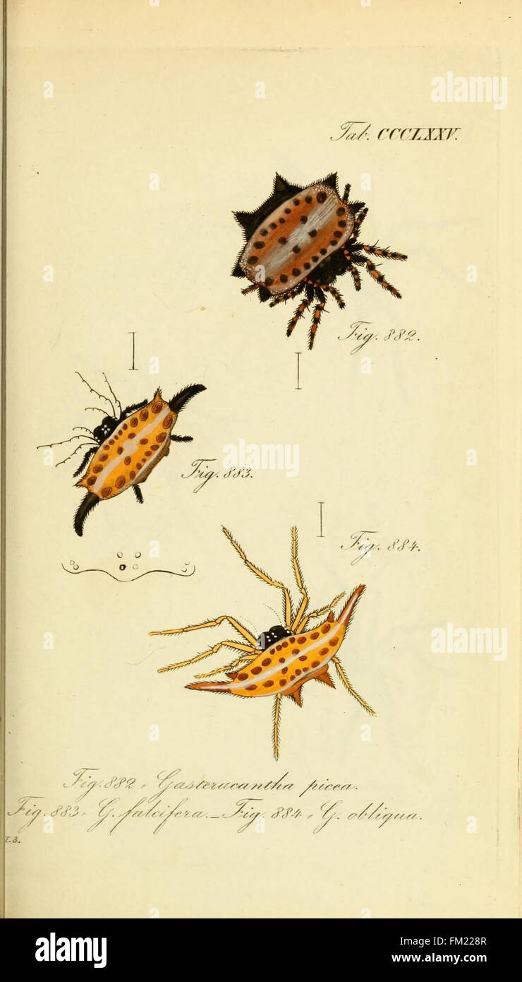 This plate from 'Die Arachniden' illustrates various species within the ...