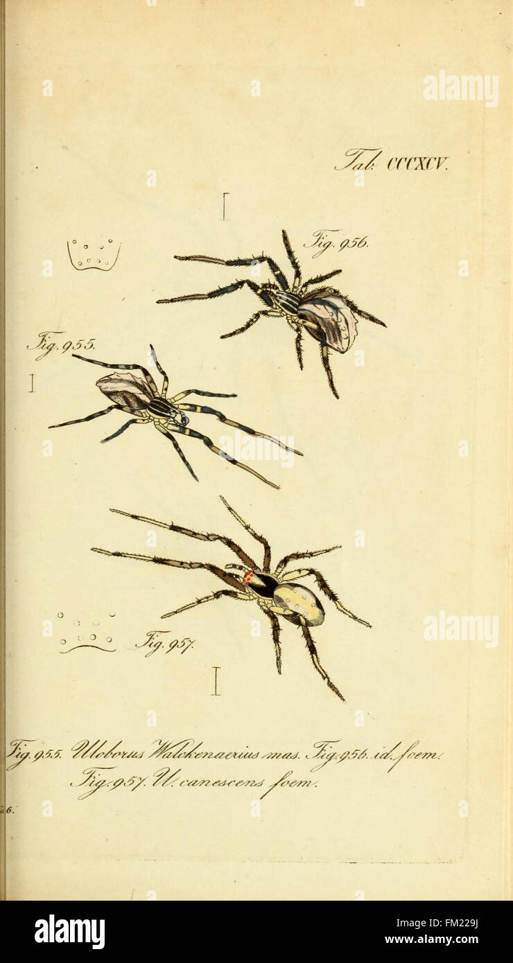 *Die Arachniden* (Plate CCCXCV) illustrates various arachnid species ...