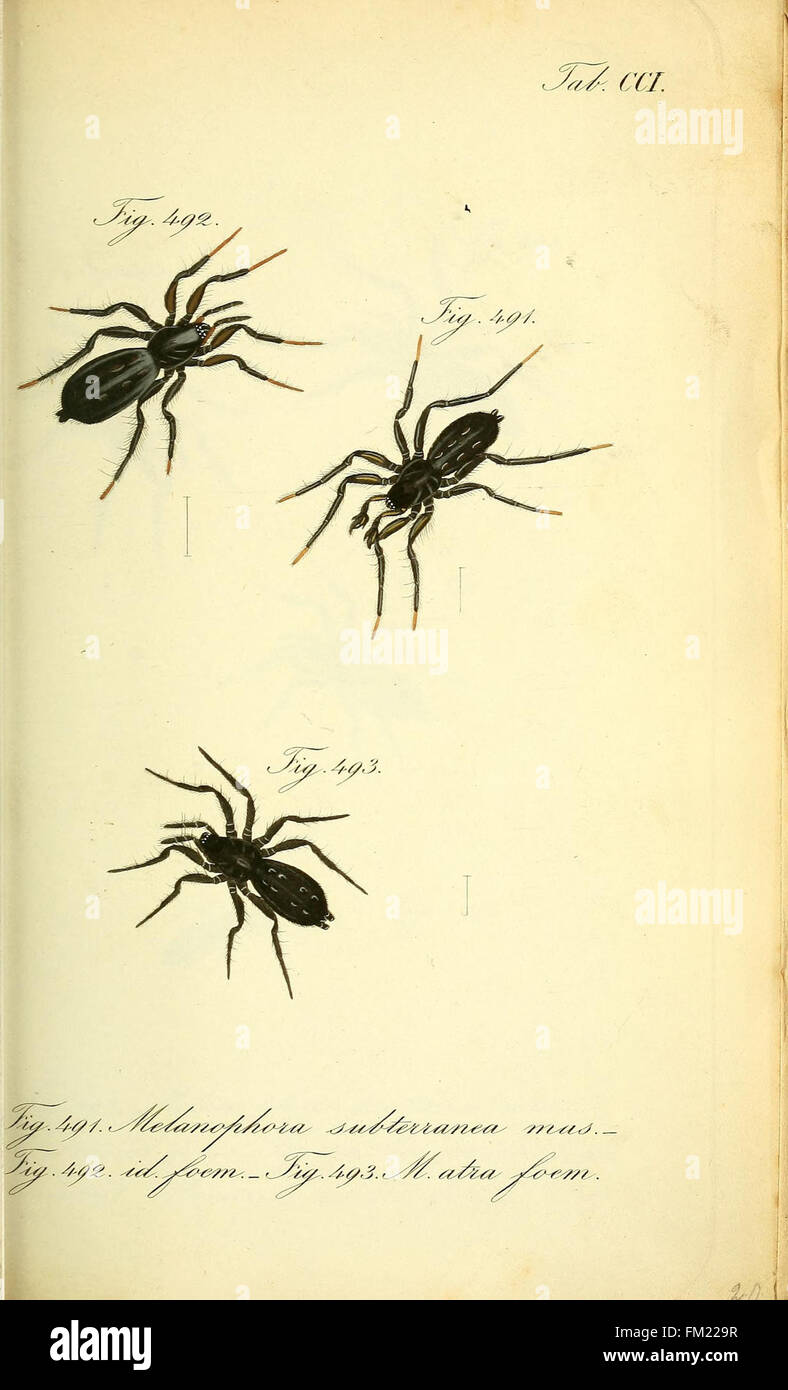 A scientific work on arachnids, featuring a detailed illustration from ...