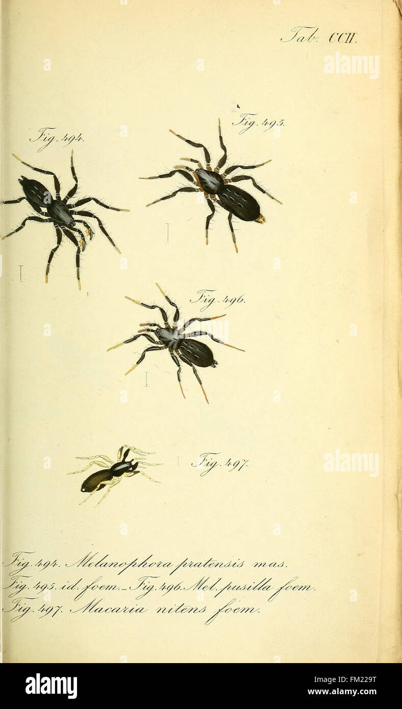 Diversity within arachnid anatomy hi-res stock photography and images ...