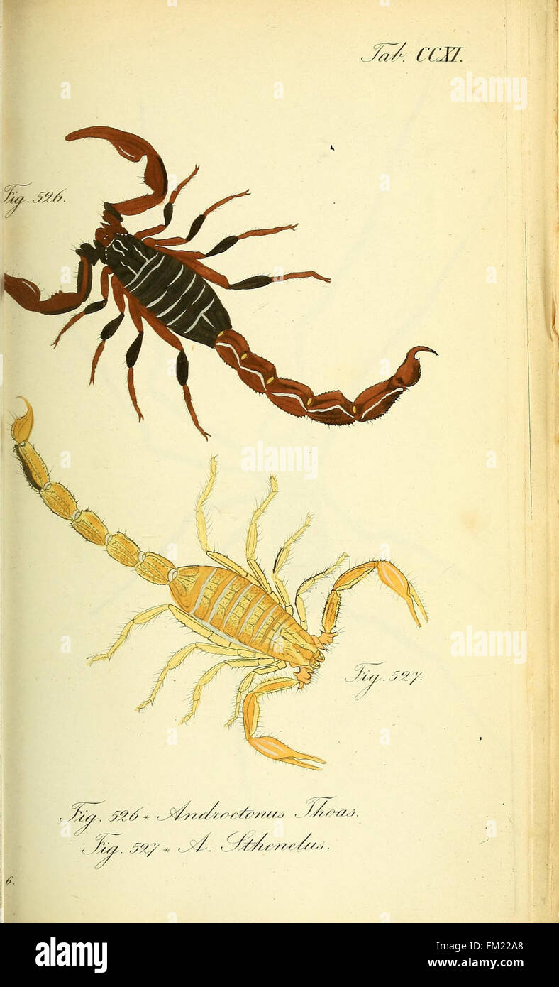 Die Arachniden features detailed illustrations of arachnids, focusing ...