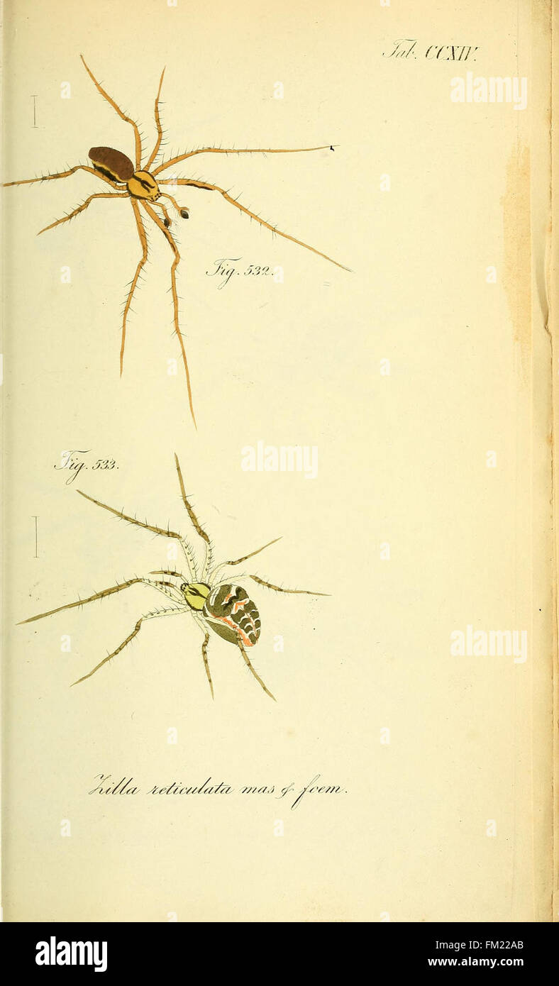 This work presents detailed illustrations of arachnids, a class of ...