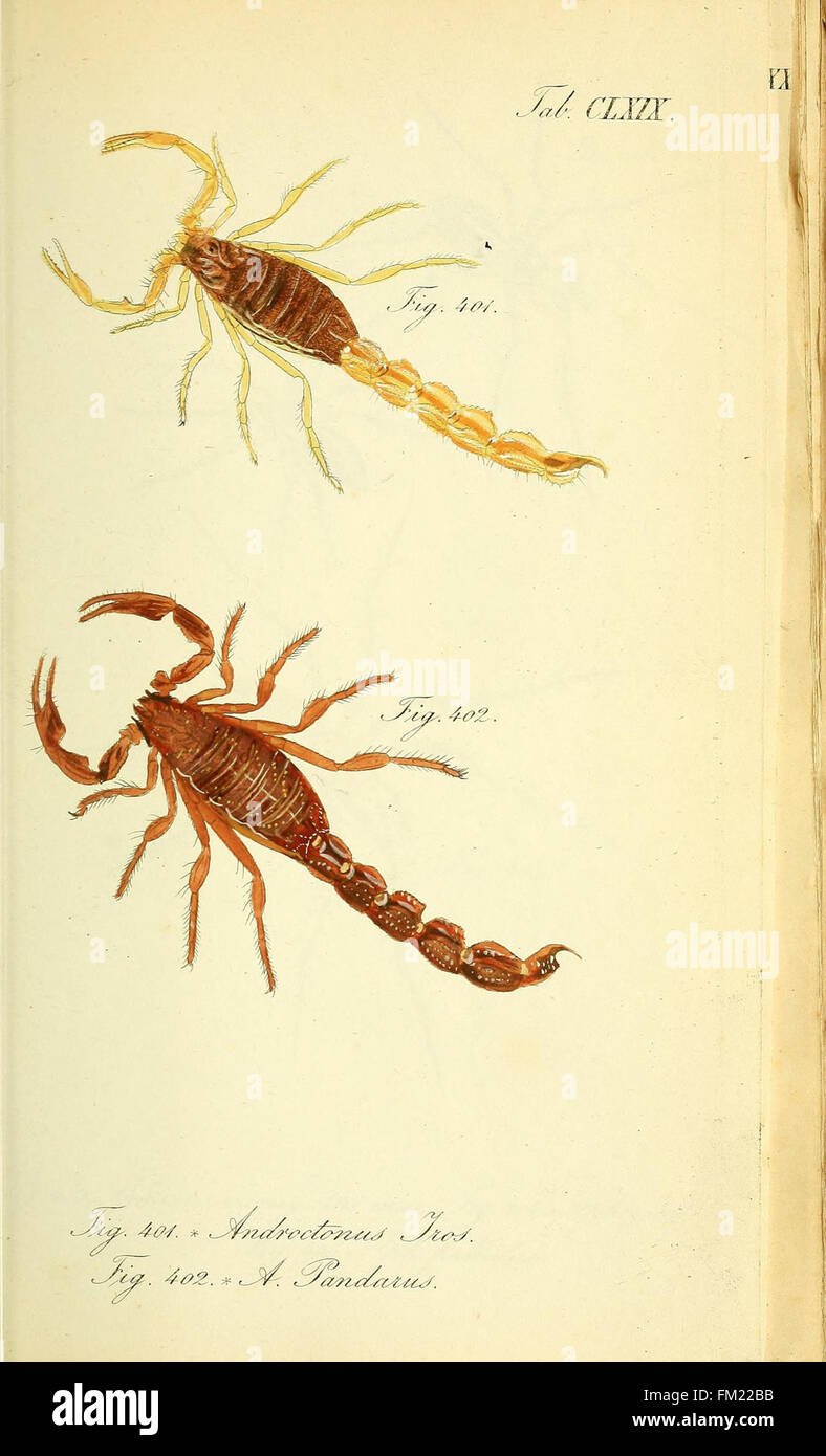 Plate CLXIX from 'Die Arachniden' provides detailed illustrations of ...