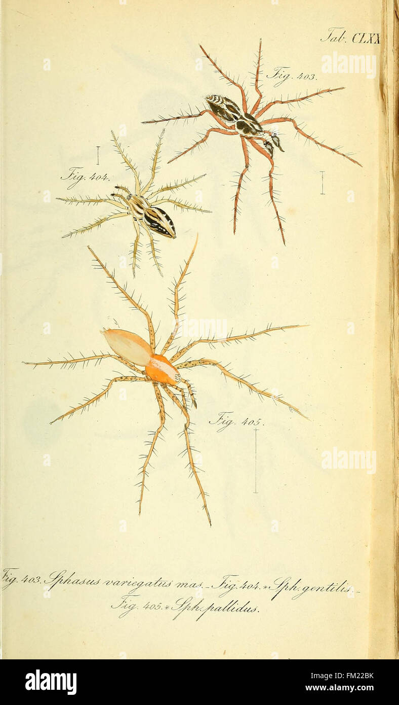 'Die Arachniden' (Plate CLXX) is a detailed illustration of arachnids ...
