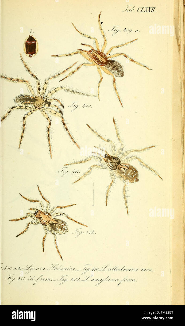 This plate from 'Die Arachniden' showcases various arachnids, offering ...