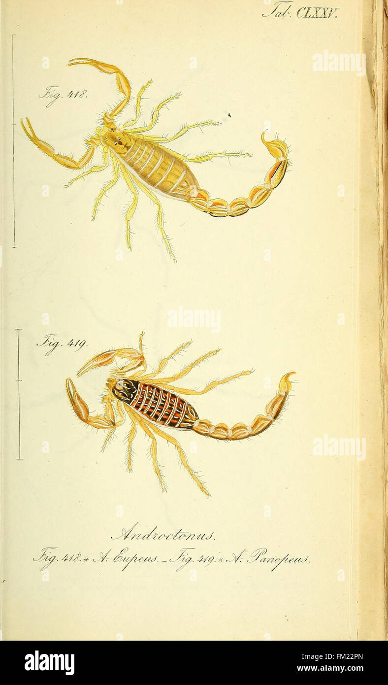An illustration from 'Die Arachniden' detailing various arachnid ...