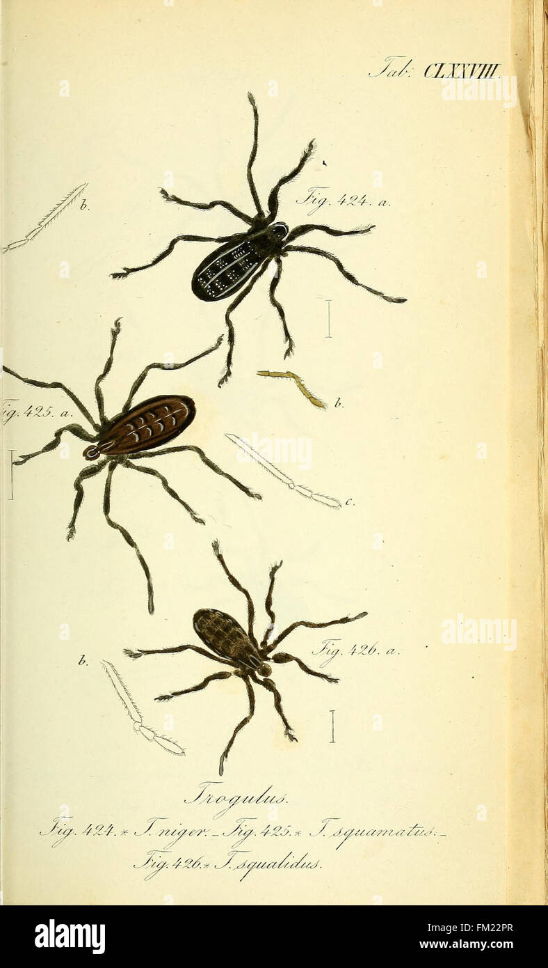 This illustration from 'Die Arachniden' depicts arachnid species, with ...