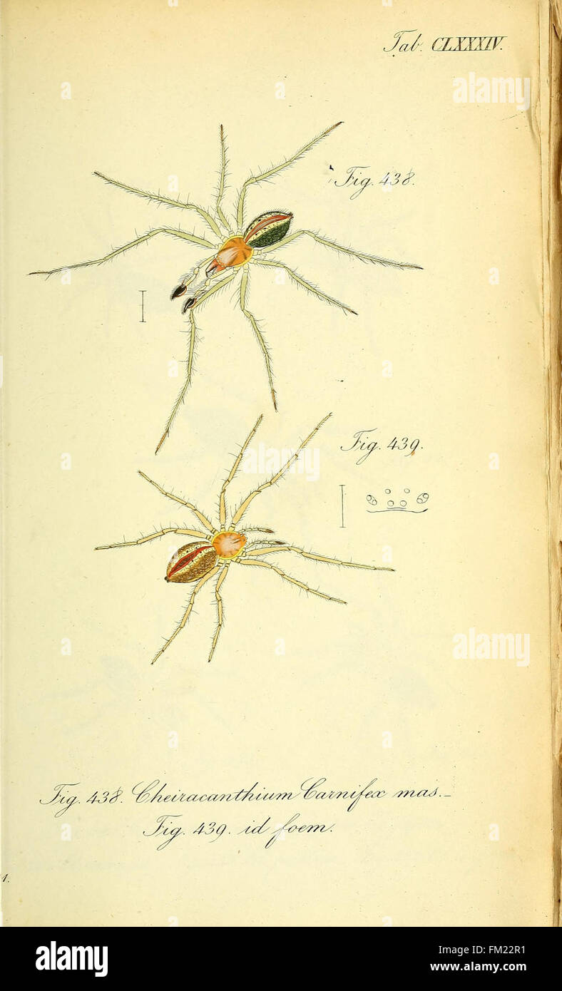 This plate from 'Die Arachniden' features detailed illustrations of ...