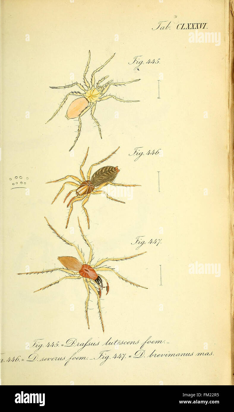 Plate CLXXXVI from 'Die Arachniden' illustrates various species of ...