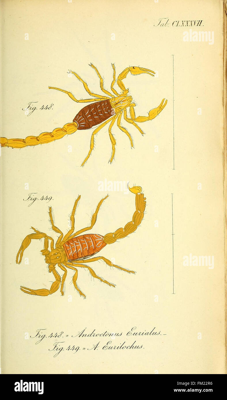 This plate from 'Die Arachniden' provides detailed illustrations of ...