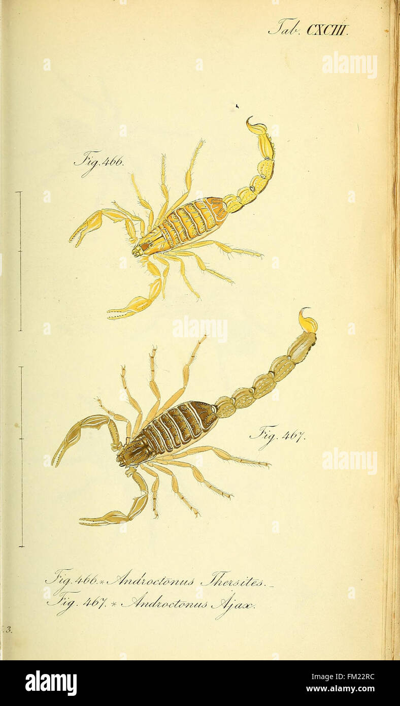 An illustrated study of arachnids, including spiders and scorpions ...