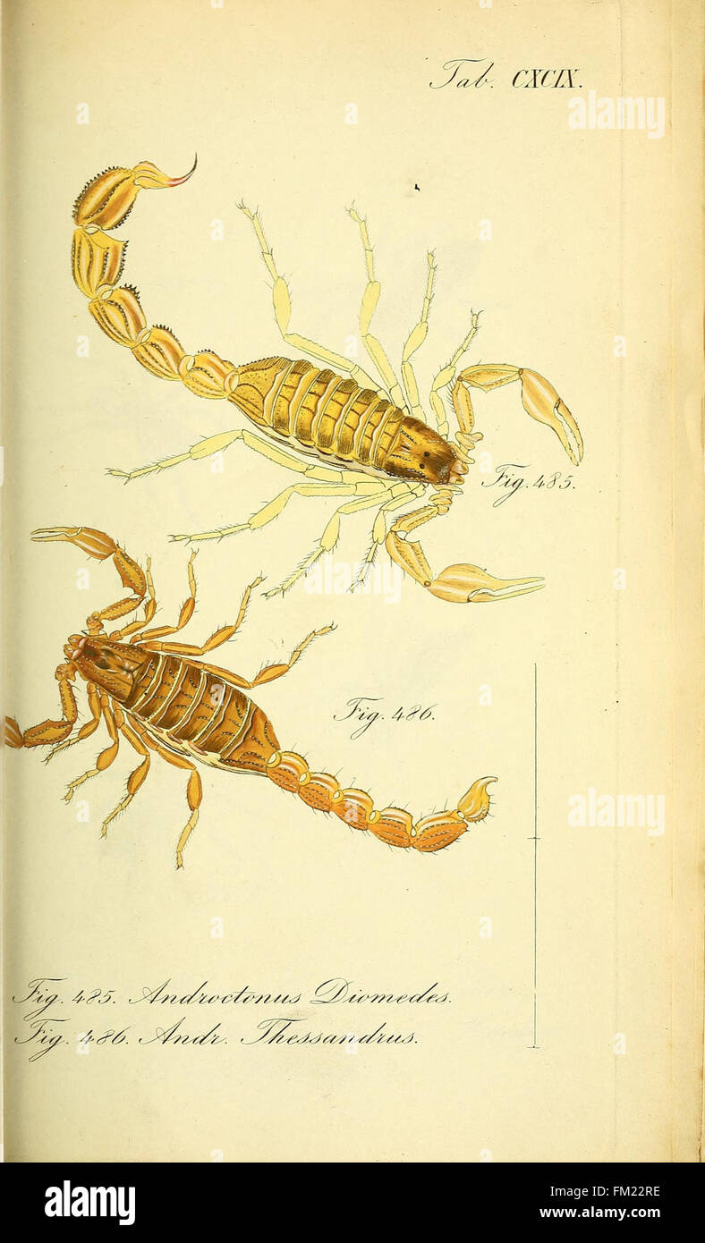 An illustrated catalog of arachnids from the Harvard University ...