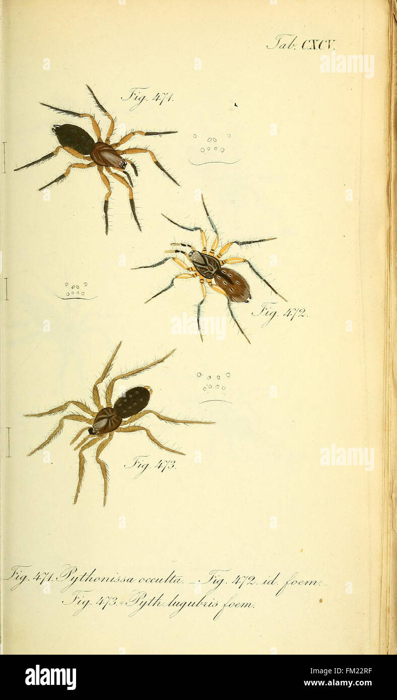 Die Arachniden (Plate CXCV Stock Photo - Alamy