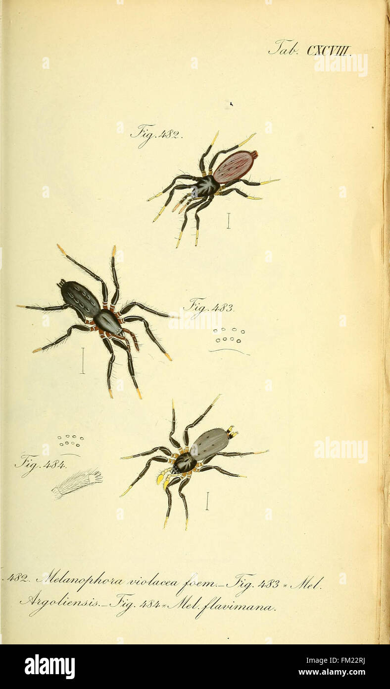 A scientific representation of arachnids, featuring a detailed plate ...