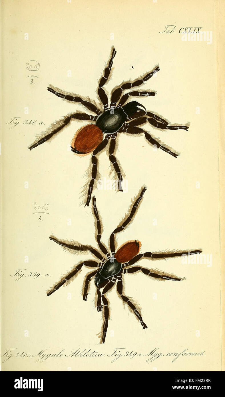 Various anatomical features of arachnids hi-res stock photography and ...