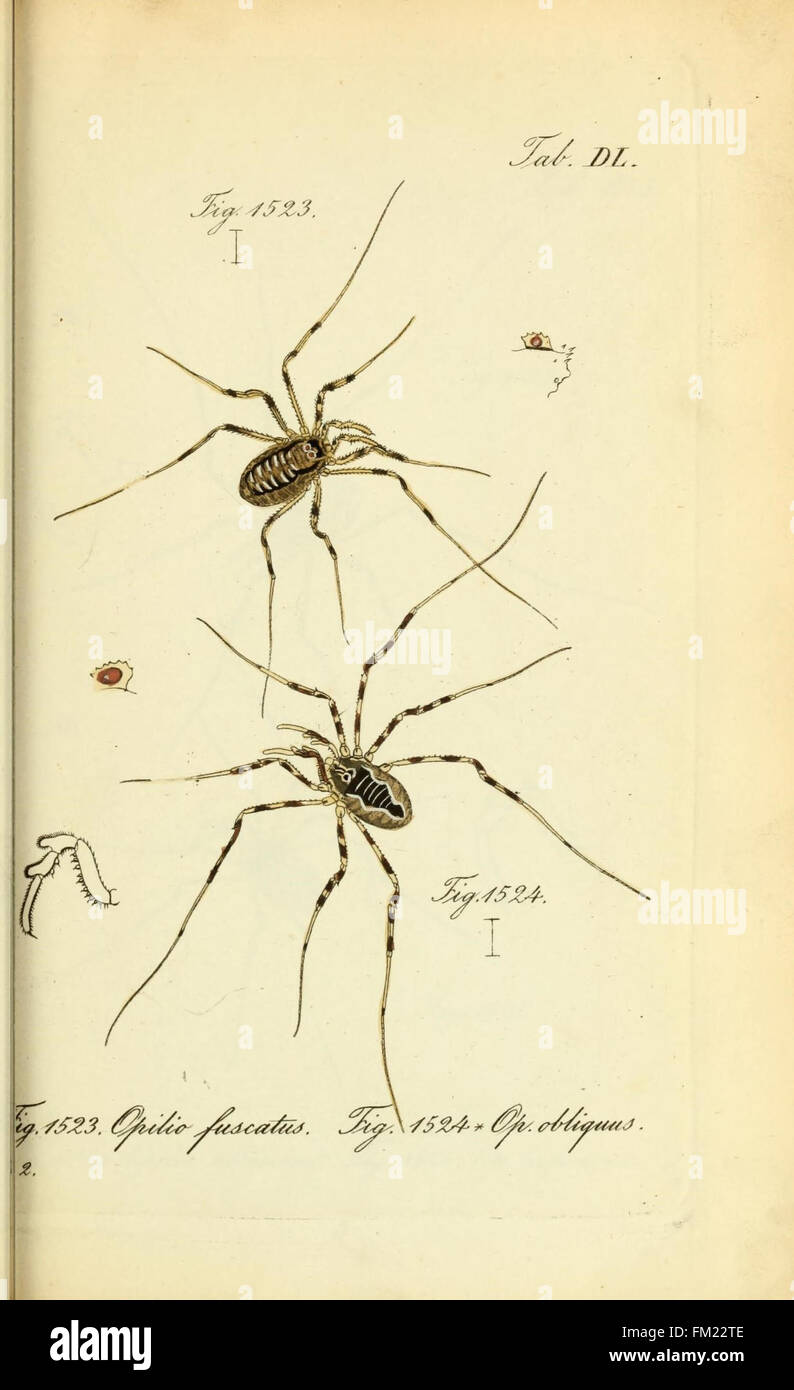 This work provides an illustrated study of arachnids, including spiders ...