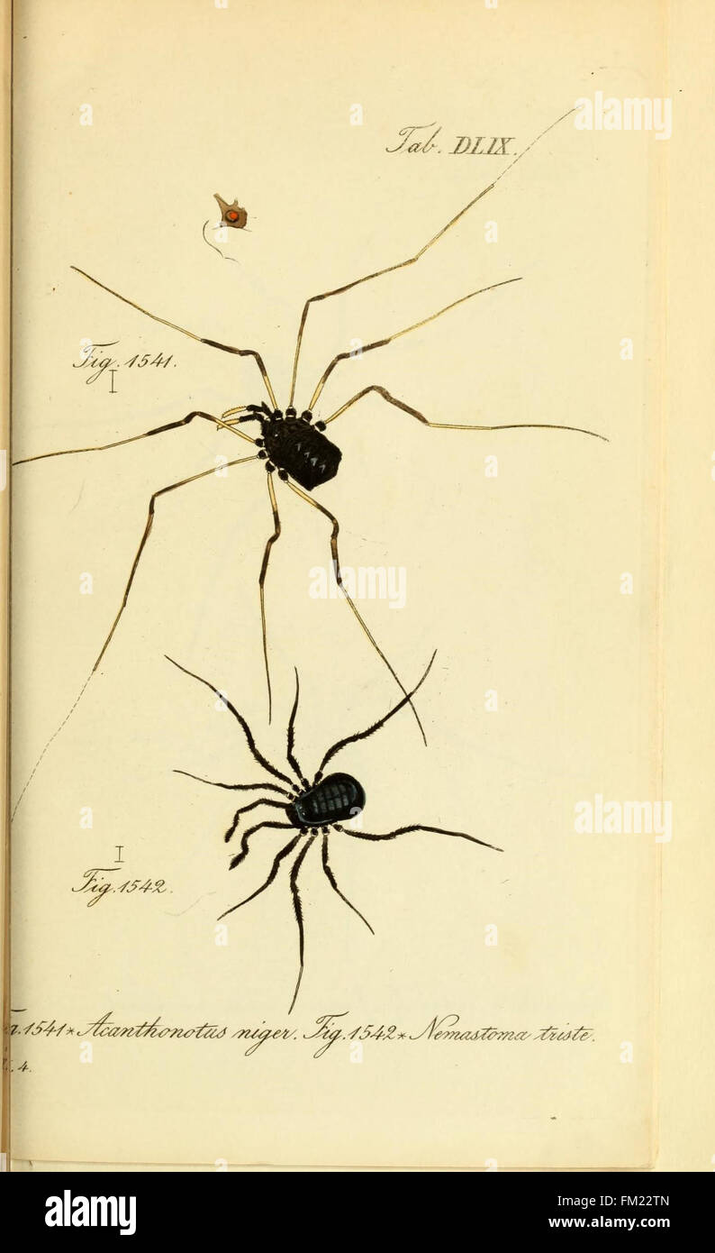 An additional plate from *Die Arachniden* illustrating various arachnid ...