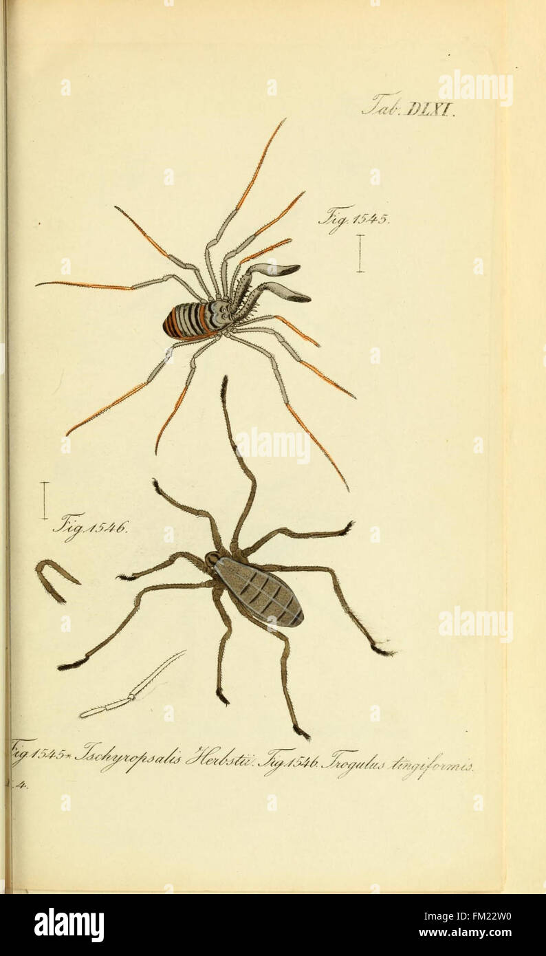 This work features detailed illustrations of arachnids, housed at ...