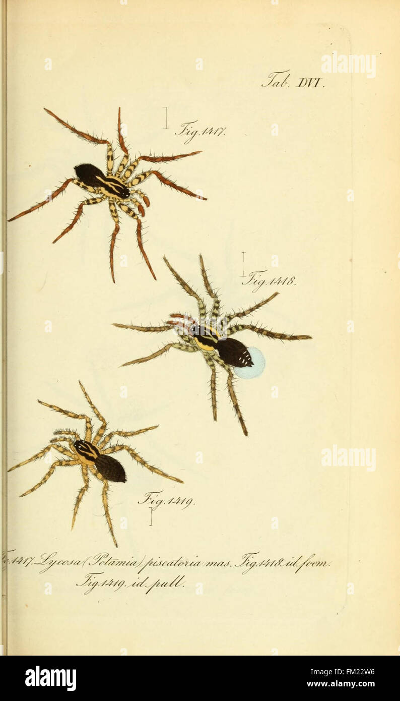 This illustration of arachnids showcases various species, with detailed ...