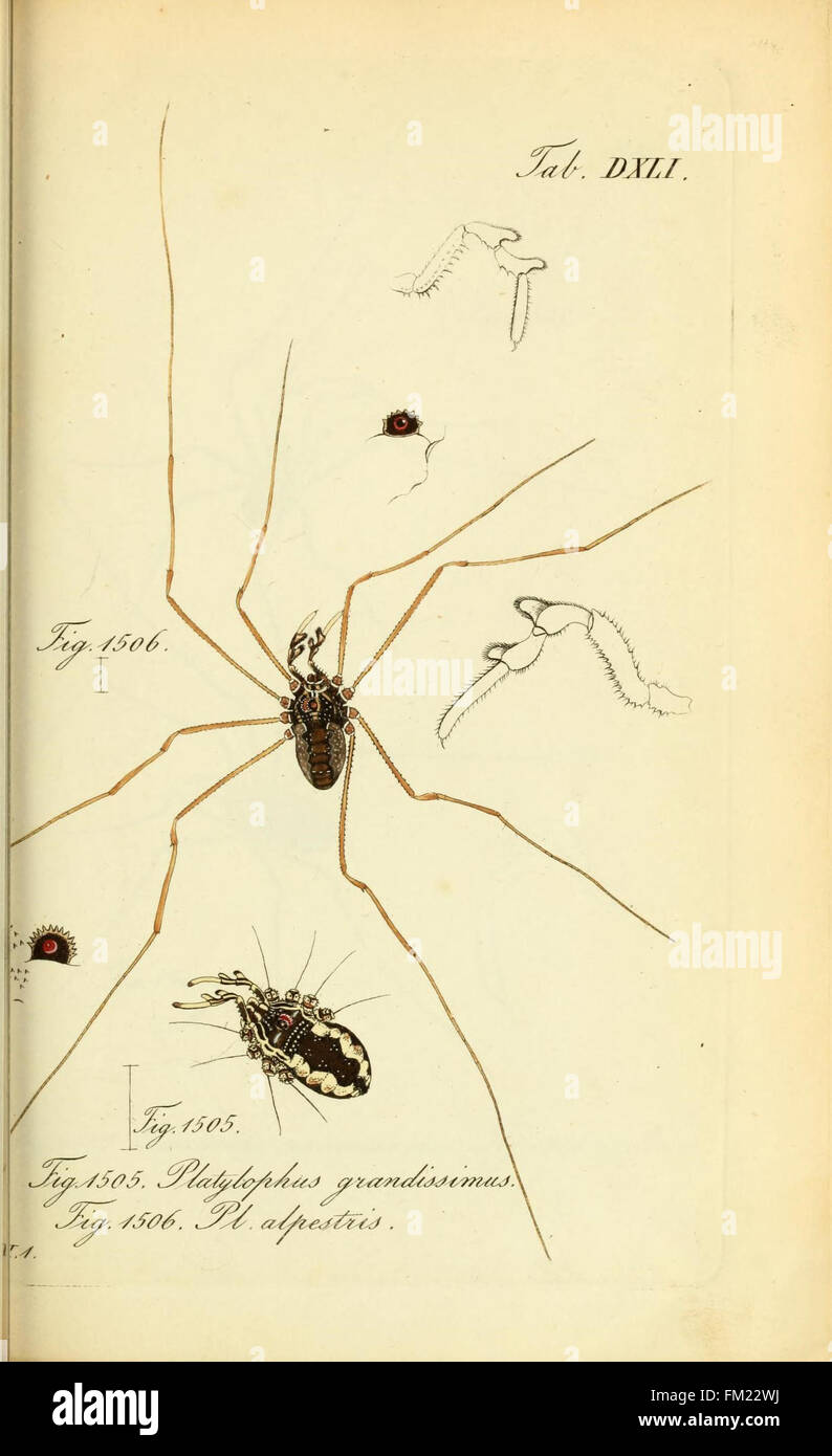 This plate features arachnids, specifically spiders, from the arachnid ...