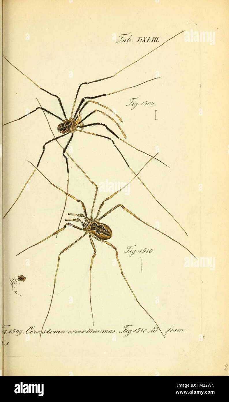 A plate from 'Die Arachniden' depicting various species of arachnids ...