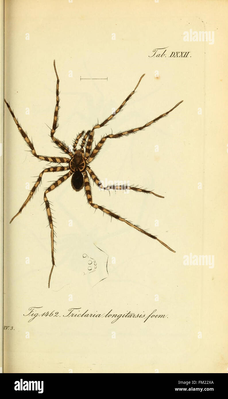 This plate from *Die Arachniden* provides detailed depictions of ...