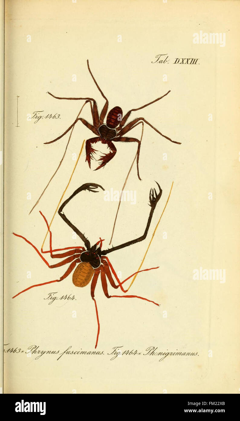 Arachnids morphology hi-res stock photography and images - Alamy