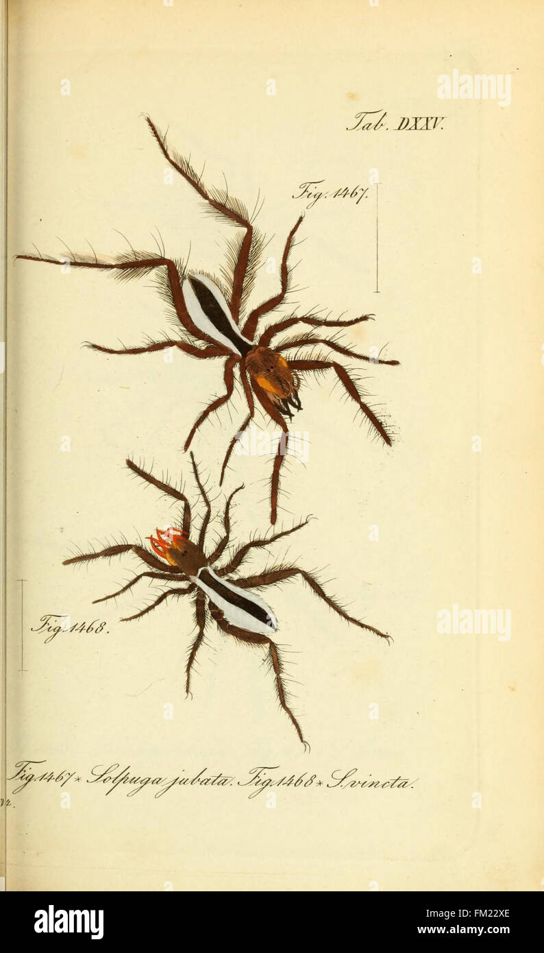 A plate from 'Die Arachniden' illustrating various arachnid species ...