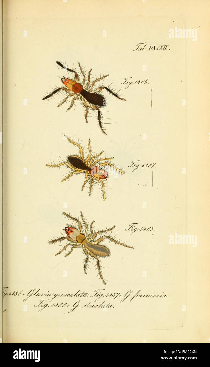 This plate illustrates various species of arachnids, showcasing their ...