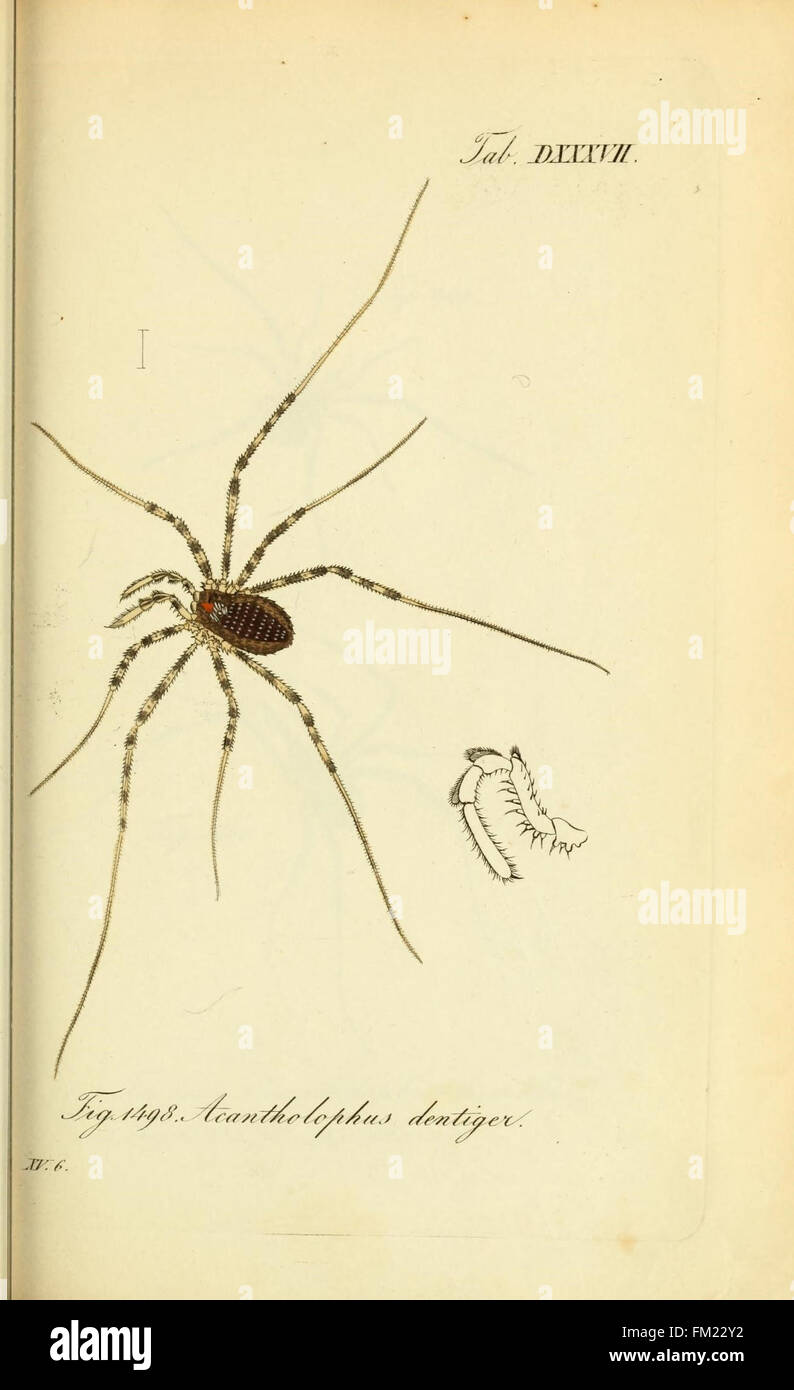 This work showcases detailed illustrations of arachnids (spiders and ...