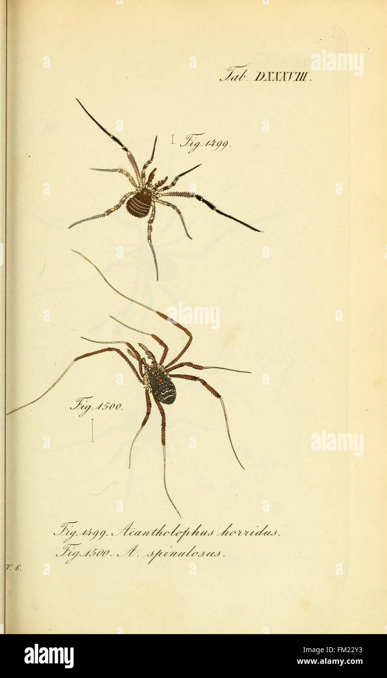 An illustration from 'Die Arachniden', a study of arachnids, showing ...