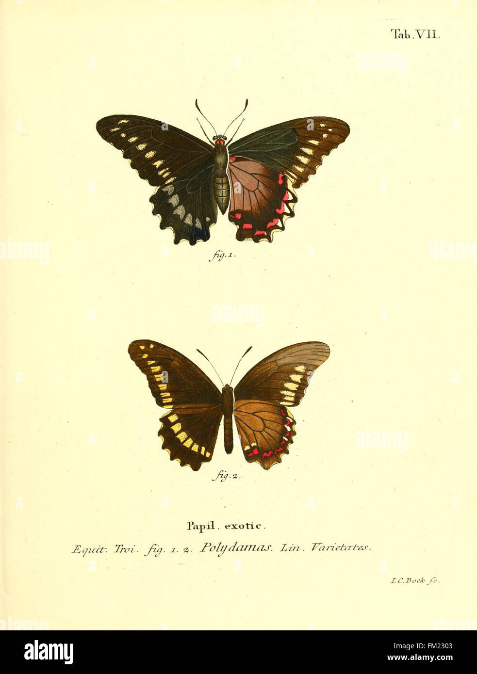 This illustration from 'Die Ausländischen Schmetterlinge' features ...