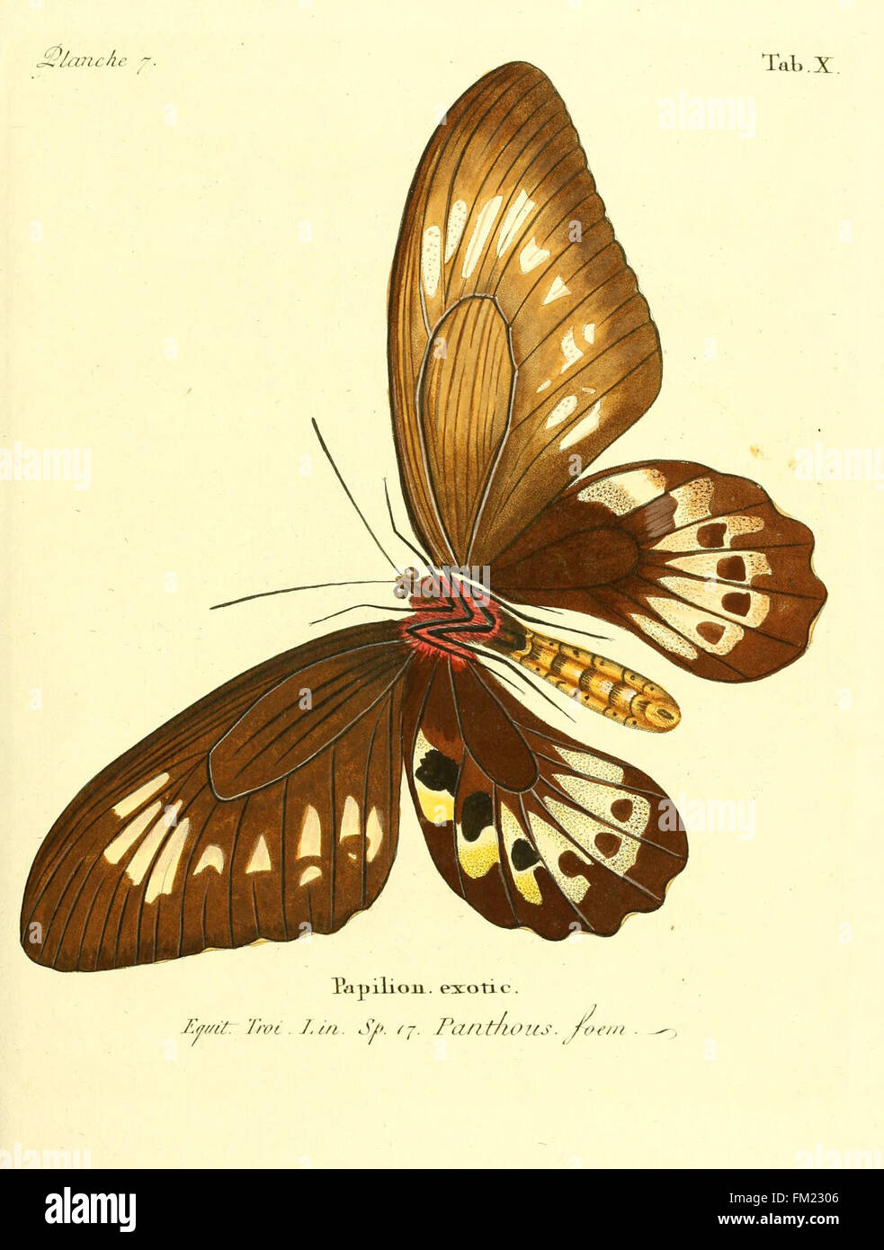 This German work provides natural illustrations of foreign butterflies ...