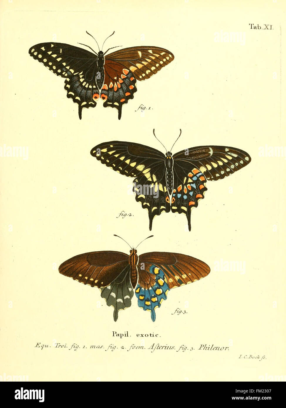 This work features illustrations of foreign butterflies, showing ...