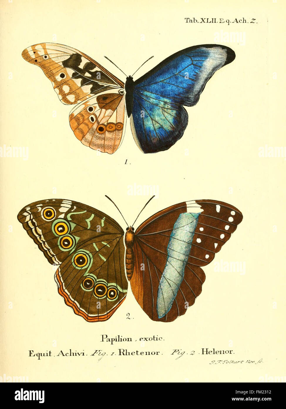 This plate, from a work on foreign butterflies, depicts various species ...