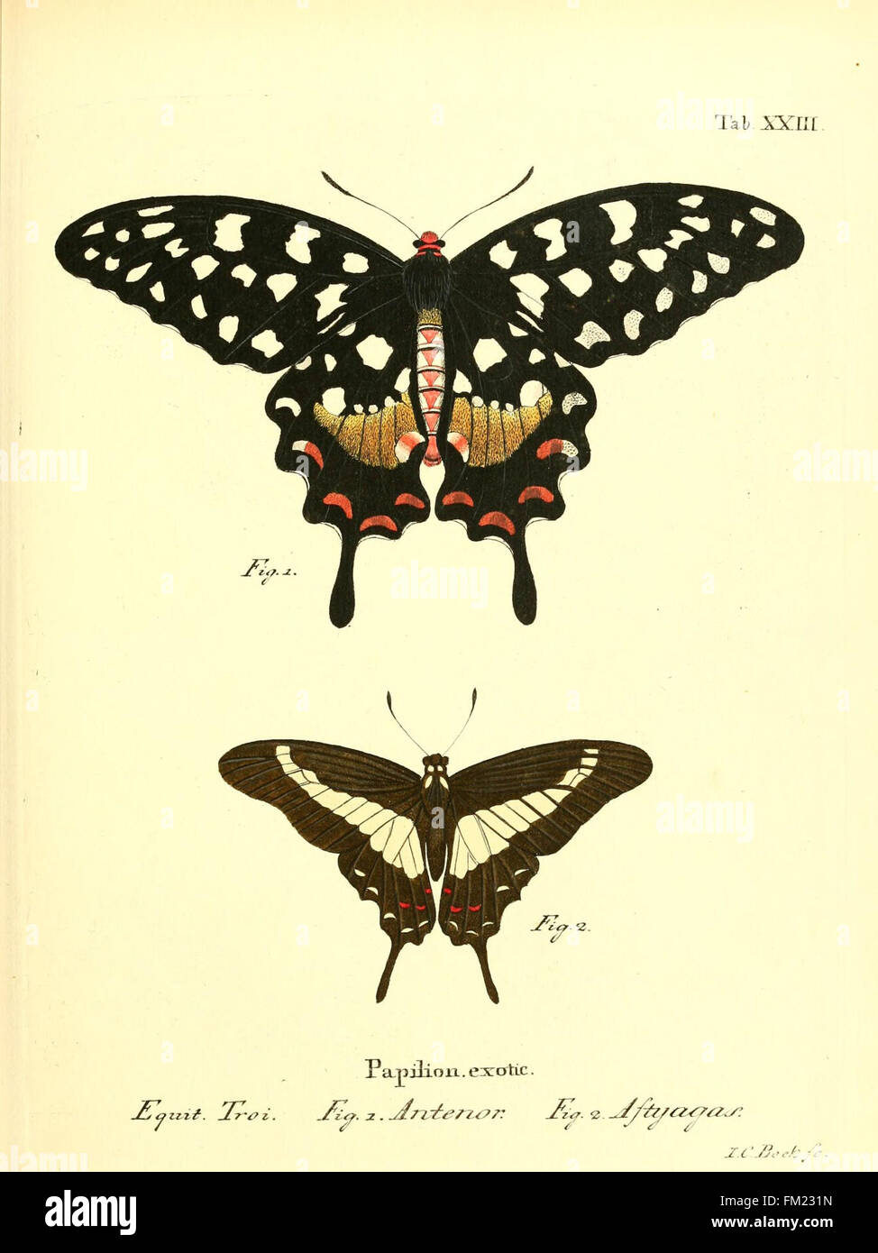 This plate provides naturalistic illustrations of foreign butterflies ...